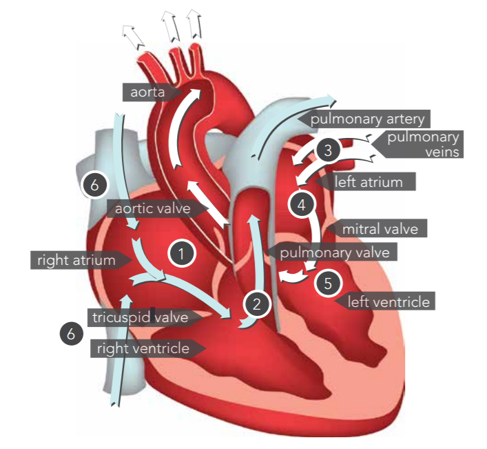 How a healthy heart works | Heart and Stroke Foundation How a healthy heart works | Heart and Stroke Foundation