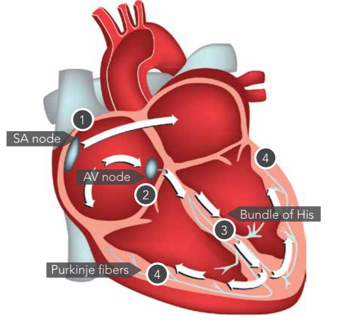 How a healthy heart works | Heart and Stroke Foundation How a healthy heart works | Heart and Stroke Foundation